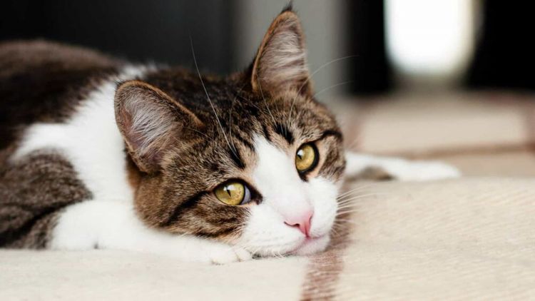 Gato doente? - Confira 10 sintomas que requerem atenção! - RARA Gente ...